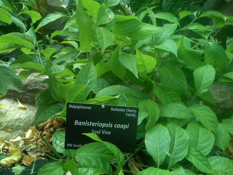The Holy Banisteriopsis Caapi Vine – Ayahuasca