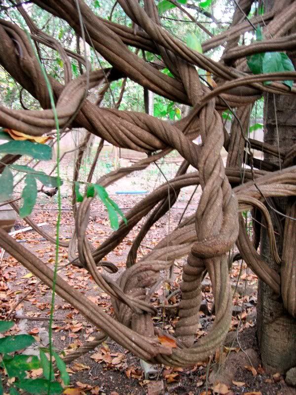 The Holy Banisteriopsis Caapi Vine – Ayahuasca