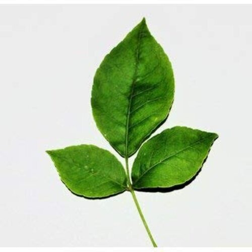 The Tree of Shiva – Bael Tree, the Holy and Divine Tree of India ...